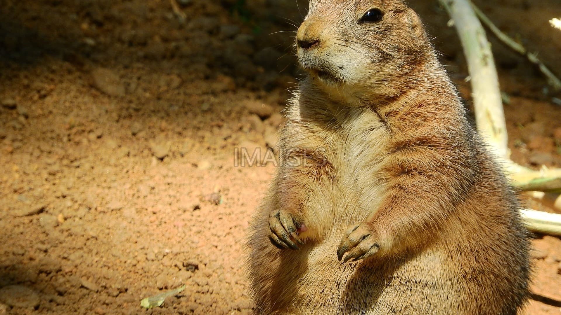 Cute Groundhog Wallpapers - Wallpaper Cave