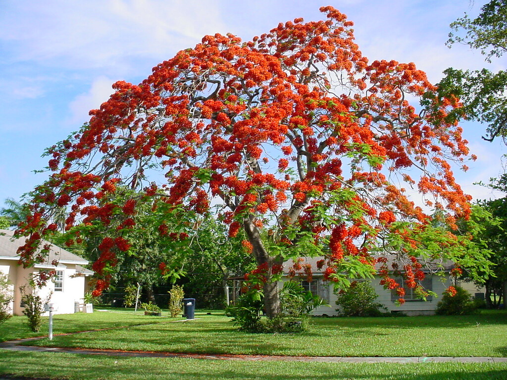 Royal Poinciana Wallpapers - Wallpaper Cave