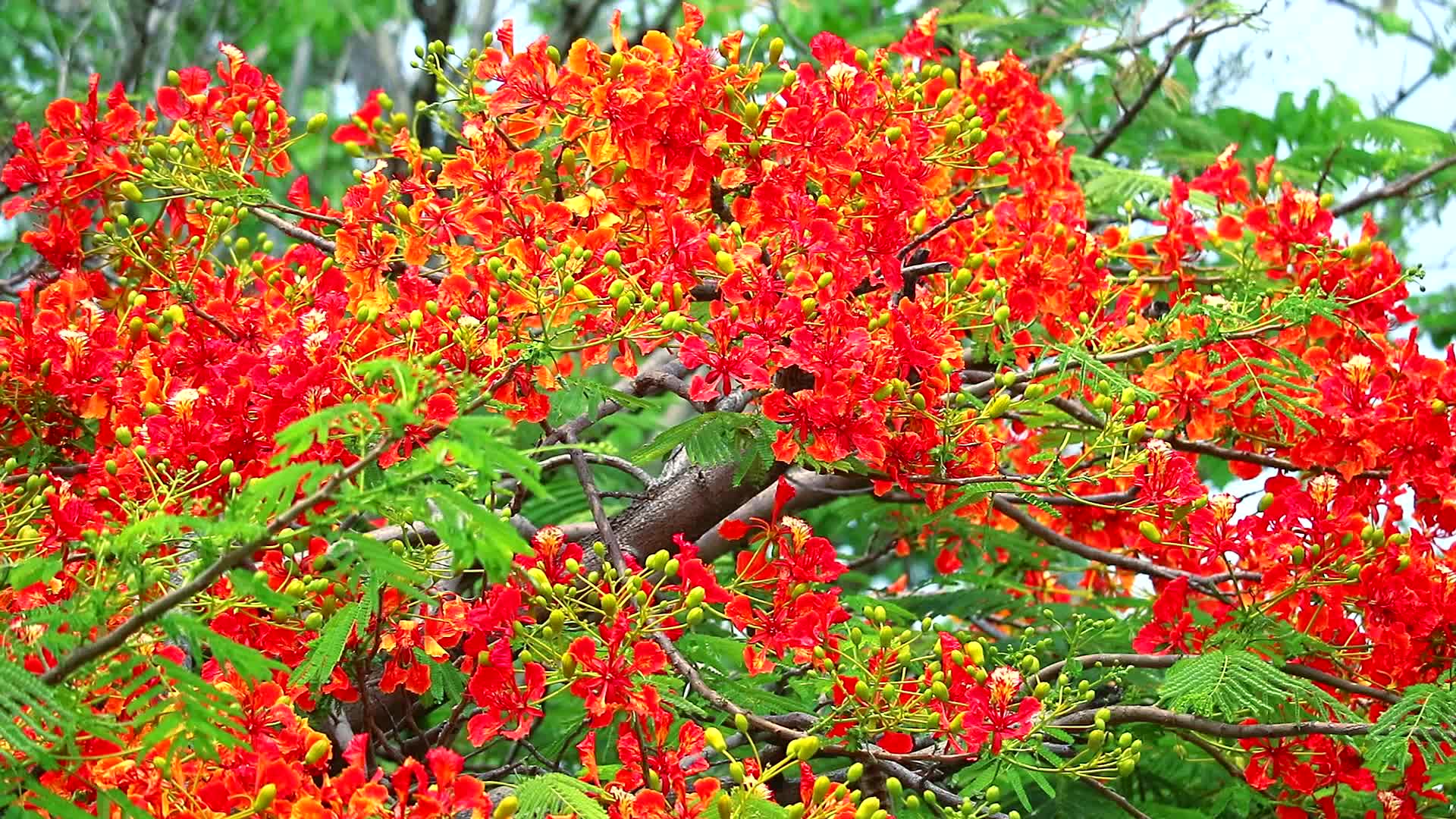 Royal Poinciana Wallpapers - Wallpaper Cave