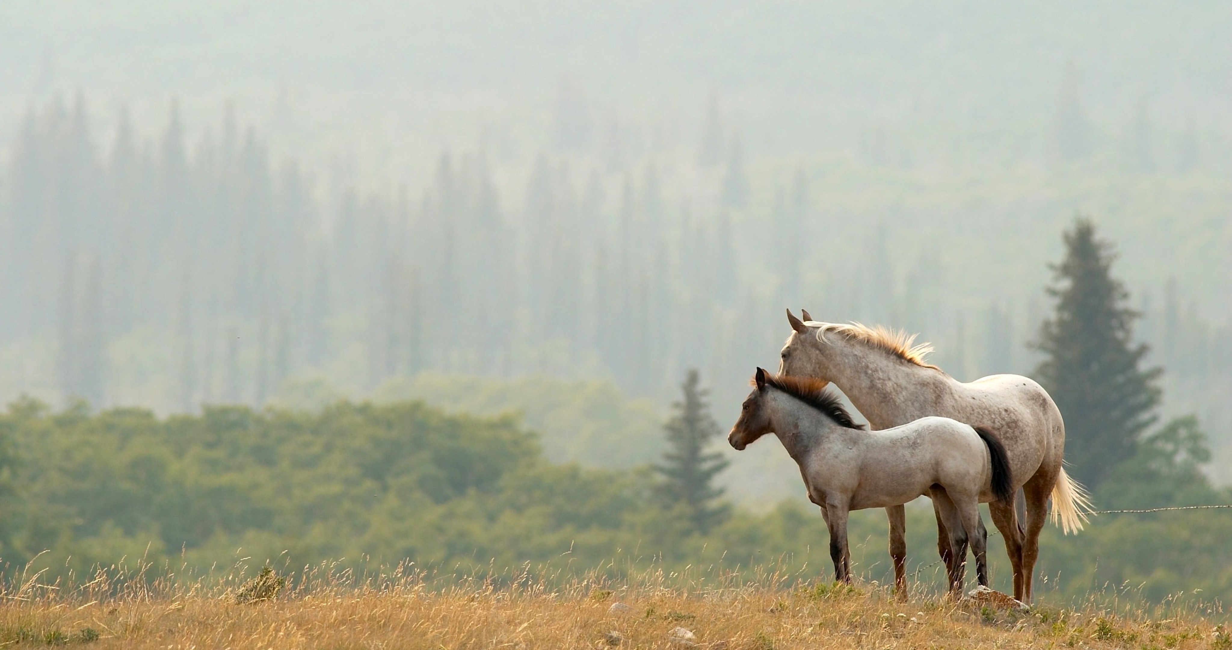 Horse 4k Wallpapers - Wallpaper Cave