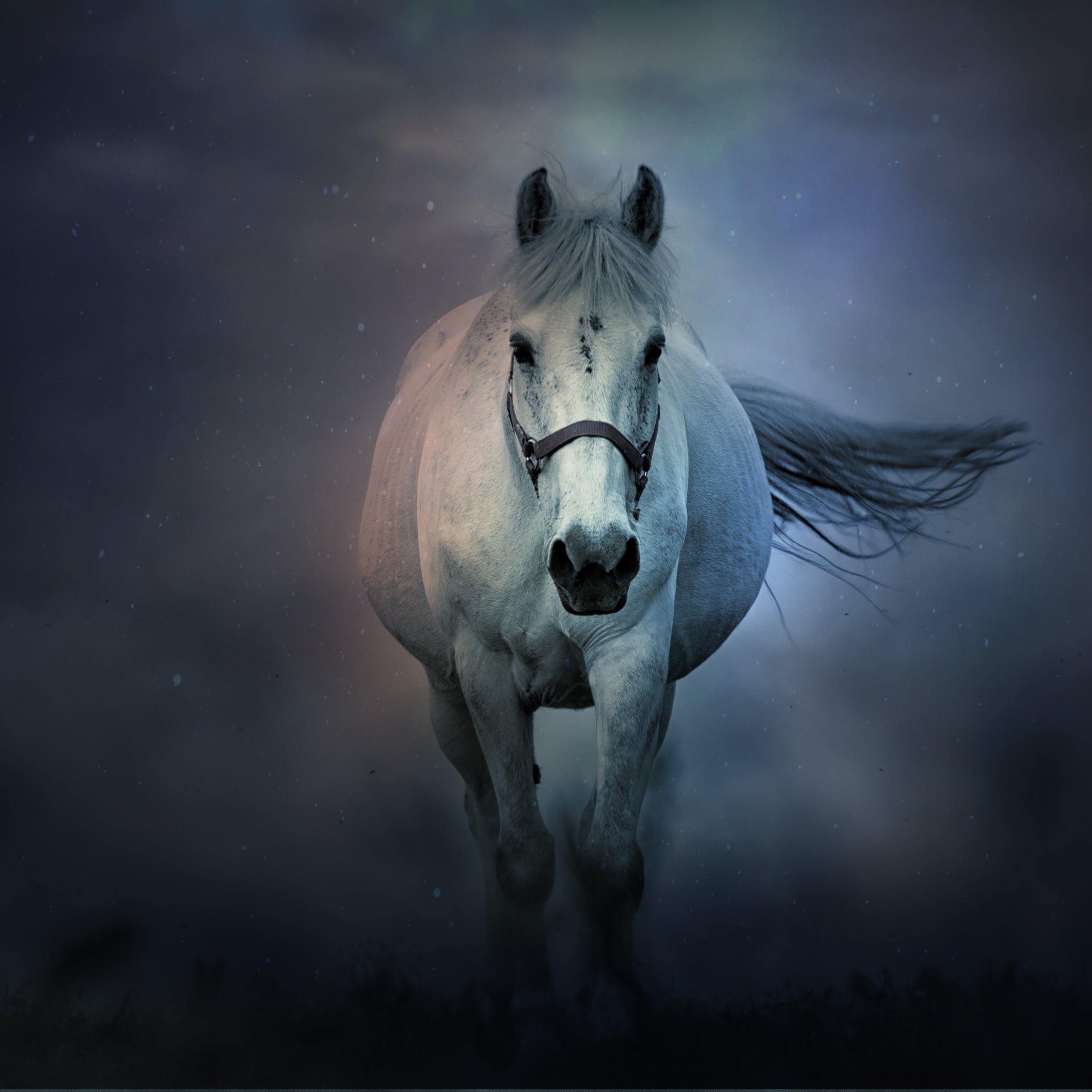 Horse 4k Wallpapers - Wallpaper Cave