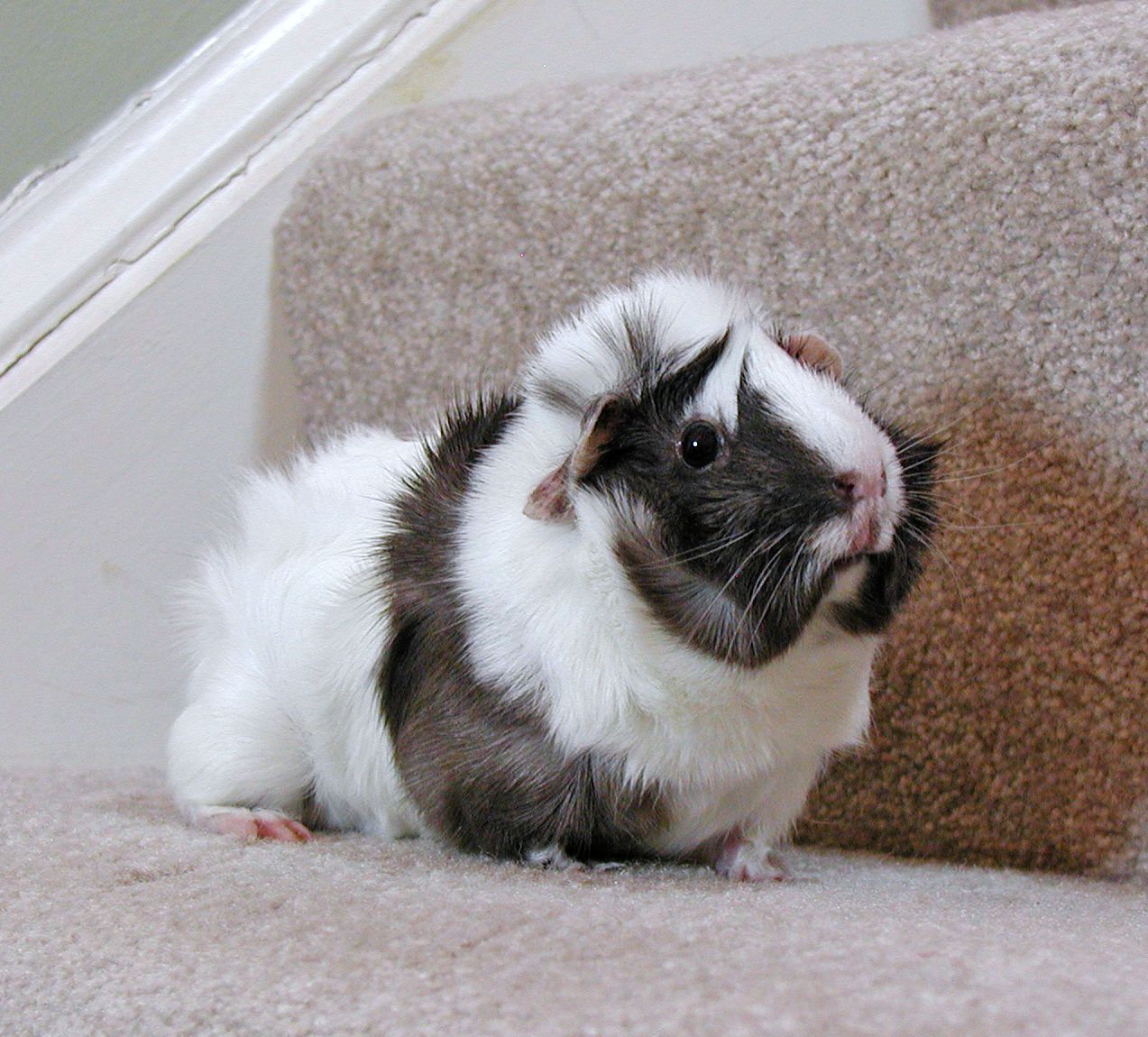 Guinea Pig Chan Wallpapers - Wallpaper Cave