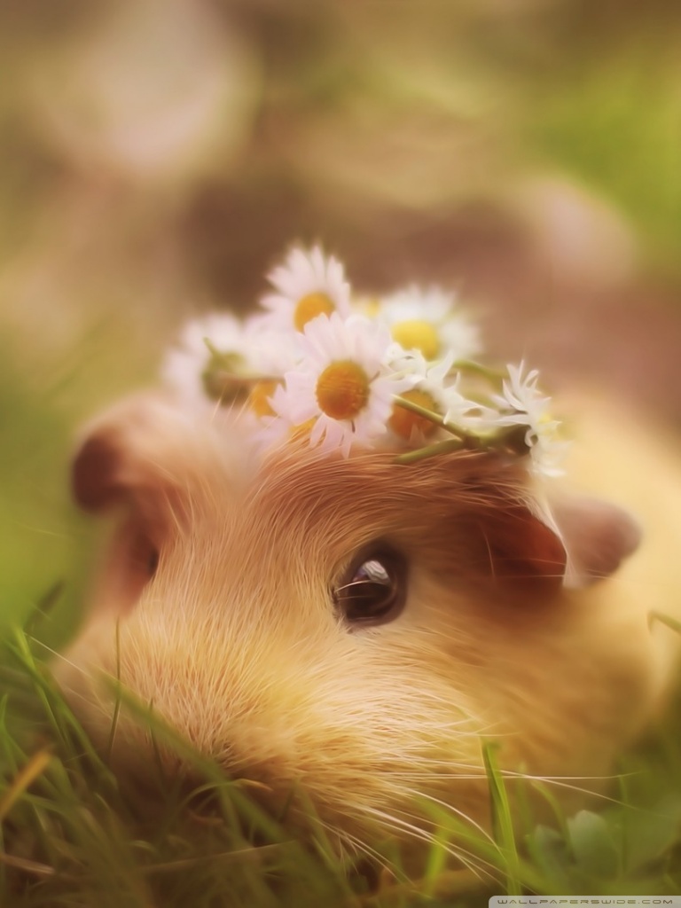 Guinea Pig Chan Wallpapers - Wallpaper Cave