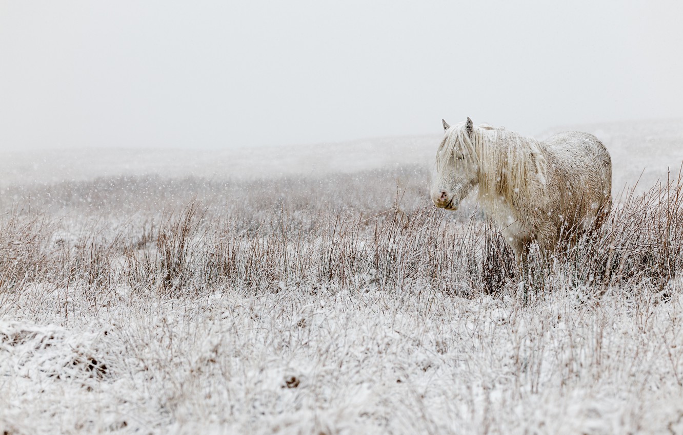 Winter Grassland Wallpapers - Wallpaper Cave