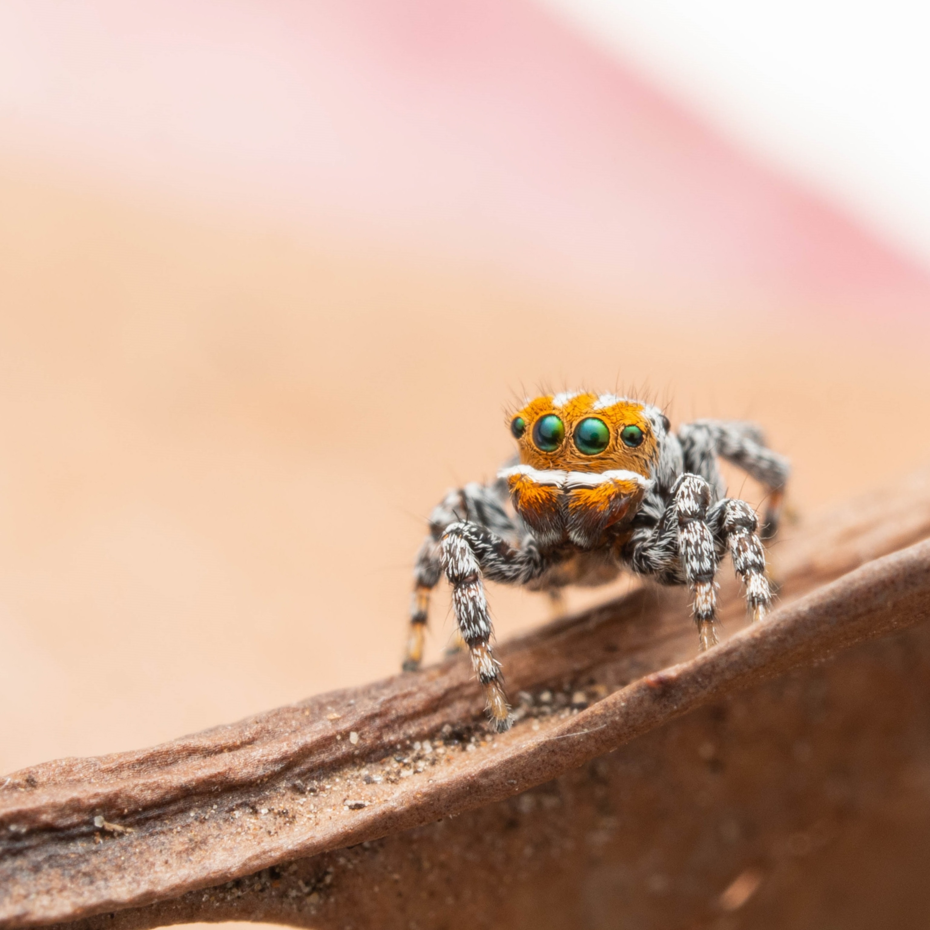 Colourful Spiders Wallpapers - Wallpaper Cave