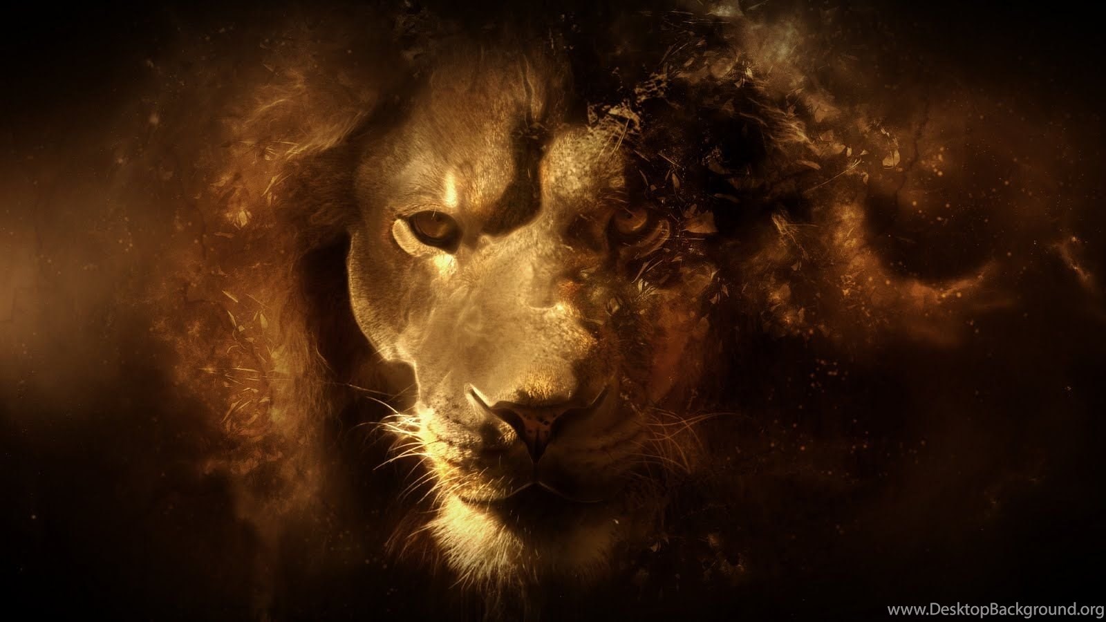 Danger Lion Wallpapers - Wallpaper Cave