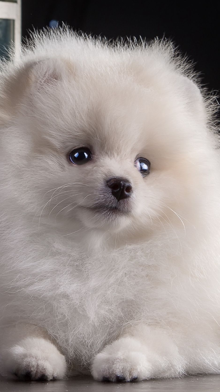 Pomchi Wallpapers - Wallpaper Cave