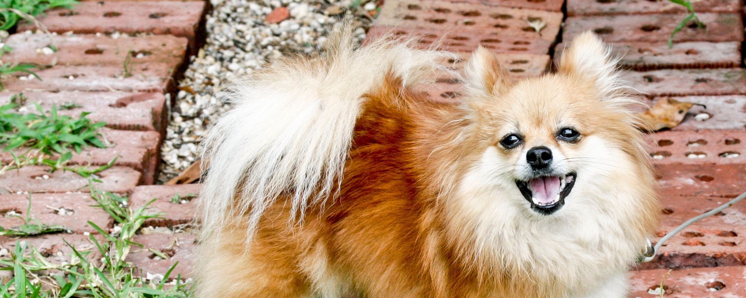 Pomchi Wallpapers - Wallpaper Cave