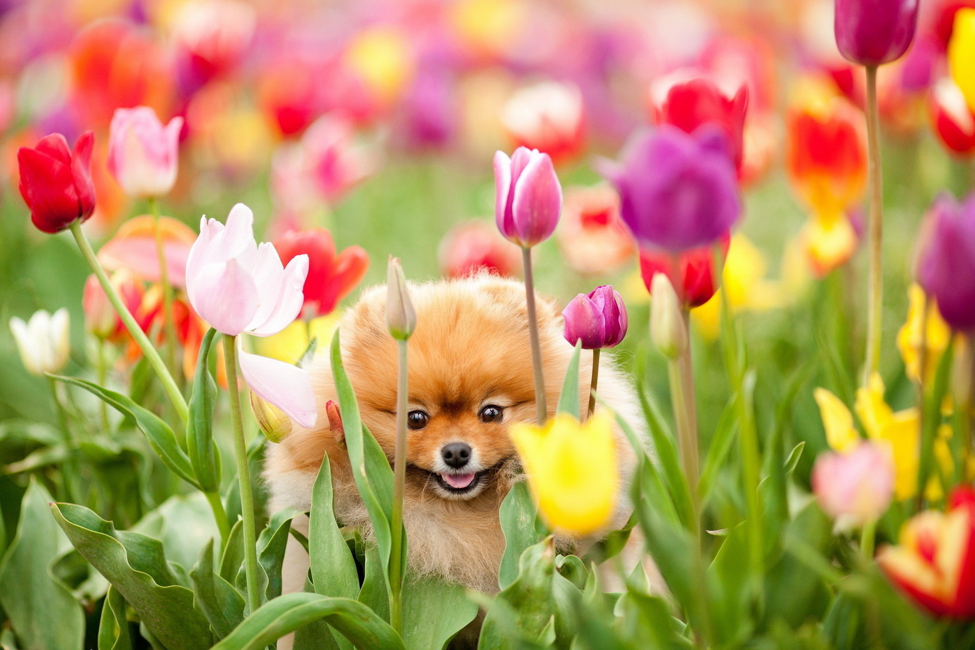 Pomchi Wallpapers - Wallpaper Cave