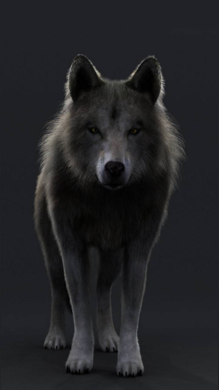 Grey Wolves Wallpapers - Wallpaper Cave
