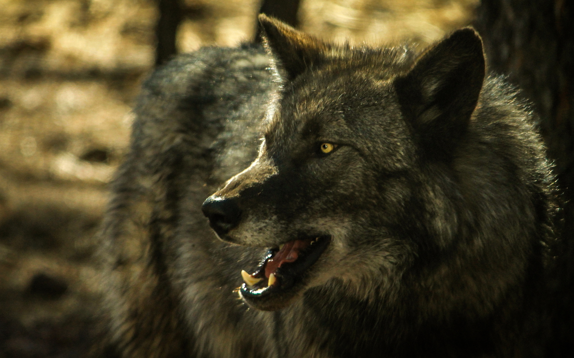 Grey Wolves Wallpapers - Wallpaper Cave