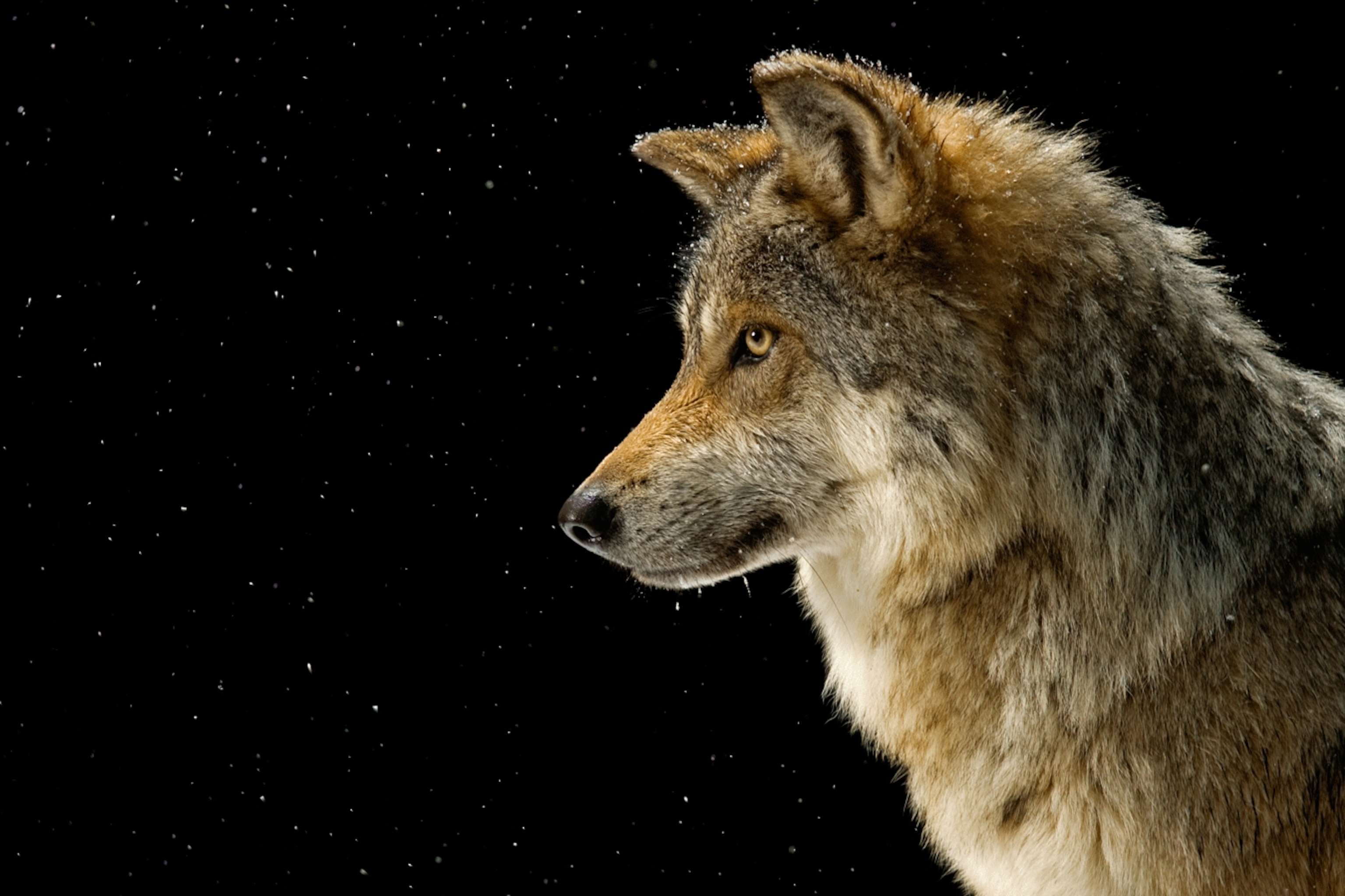 Grey Wolves Wallpapers - Wallpaper Cave