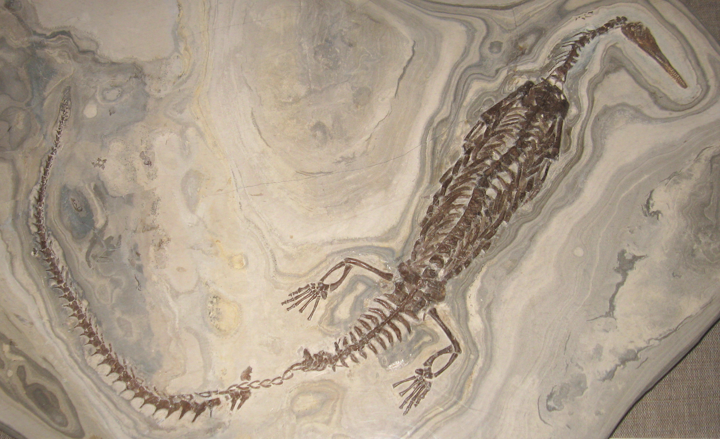 Fossil Of Mesosaurus Wallpapers - Wallpaper Cave