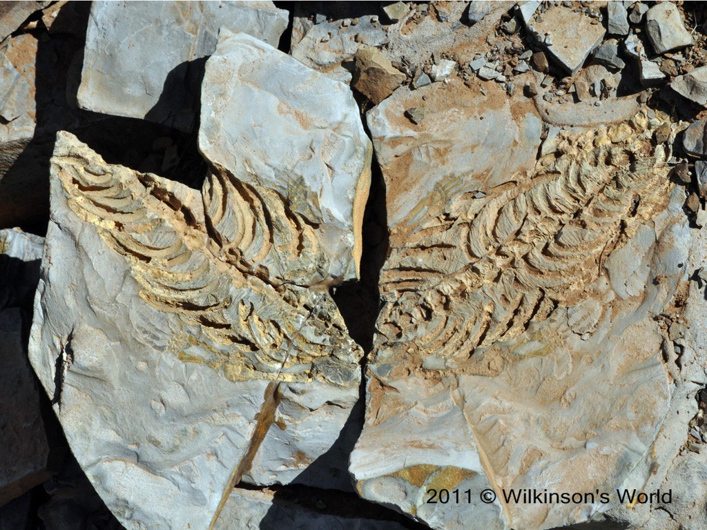Fossil Of Mesosaurus Wallpapers - Wallpaper Cave