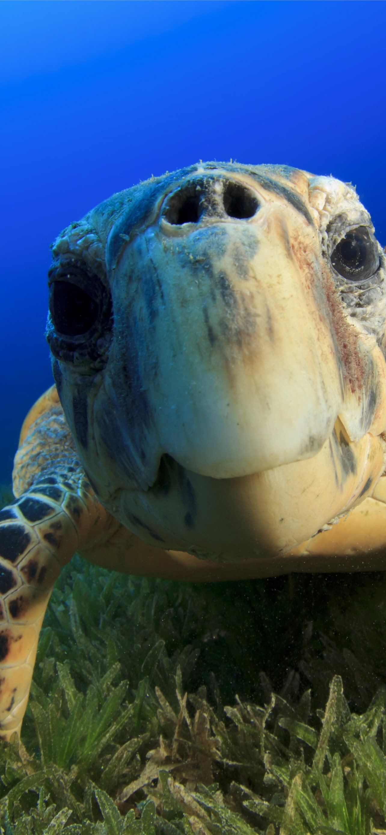 Sea Turtle Cute Wallpapers - Wallpaper Cave