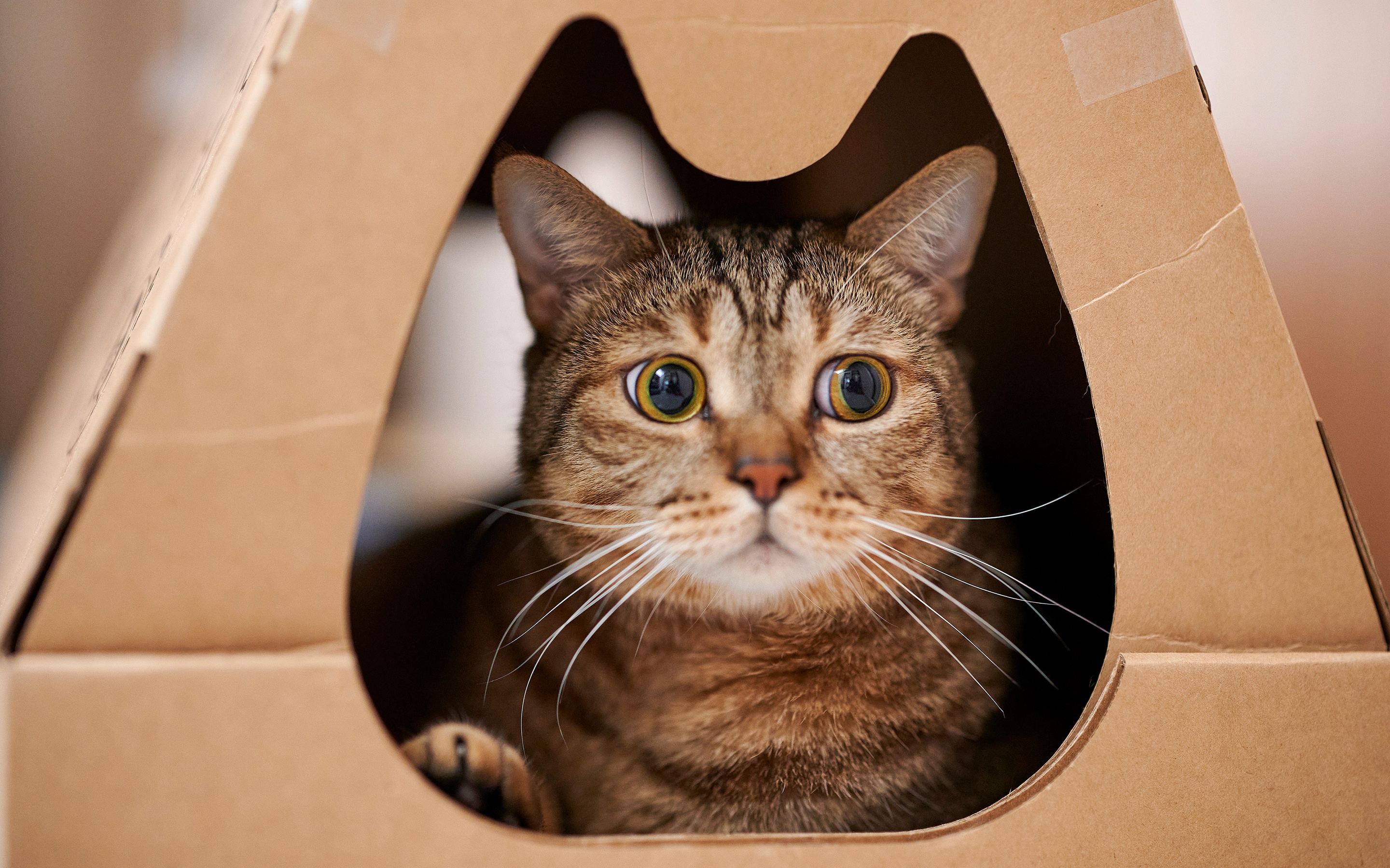Cardboard Cat Wallpapers - Wallpaper Cave