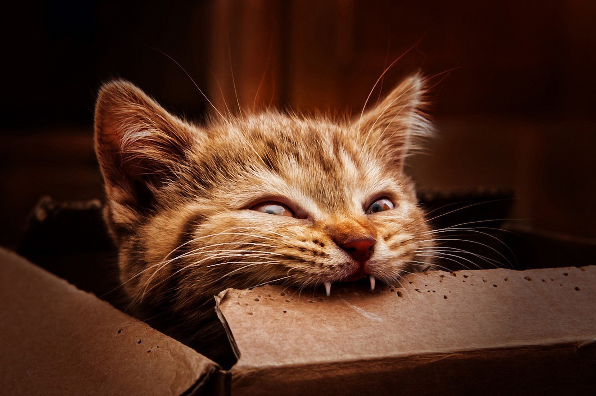 Cardboard Cat Wallpapers - Wallpaper Cave