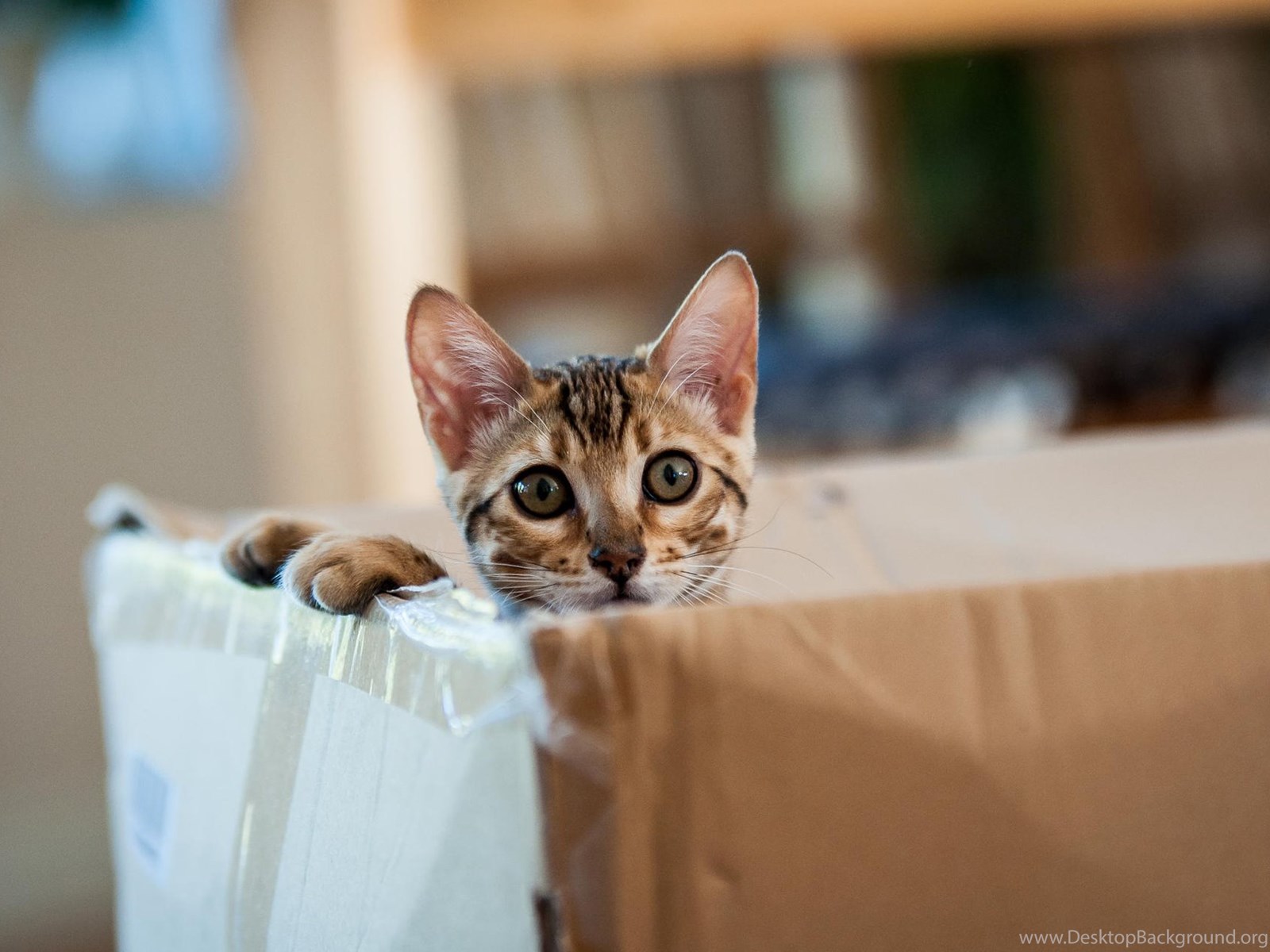 Cardboard Cat Wallpapers - Wallpaper Cave