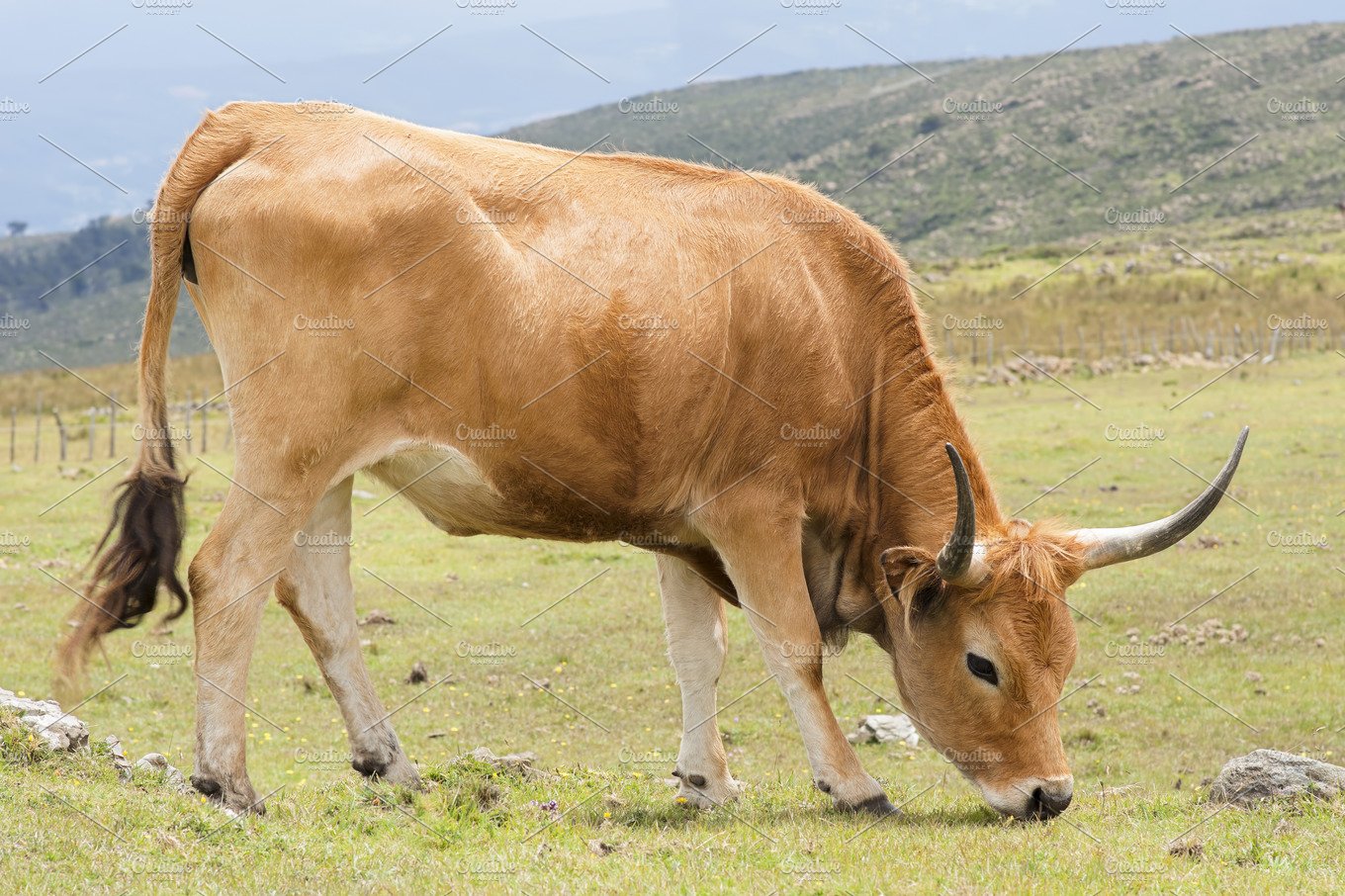 Cachena Cow Wallpapers - Wallpaper Cave