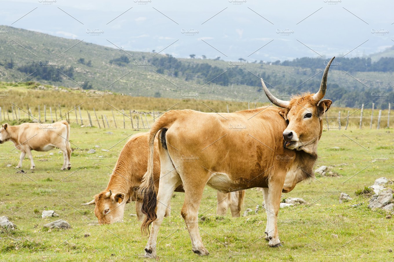 Cachena Cow Wallpapers - Wallpaper Cave