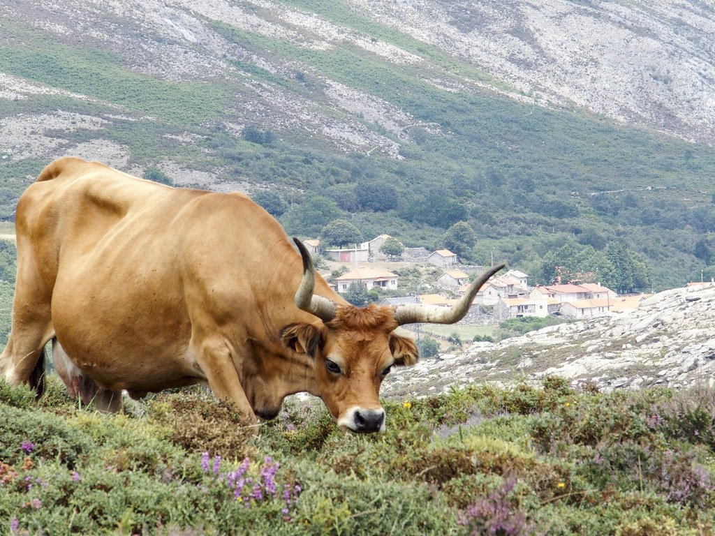 Cachena Cow Wallpapers - Wallpaper Cave