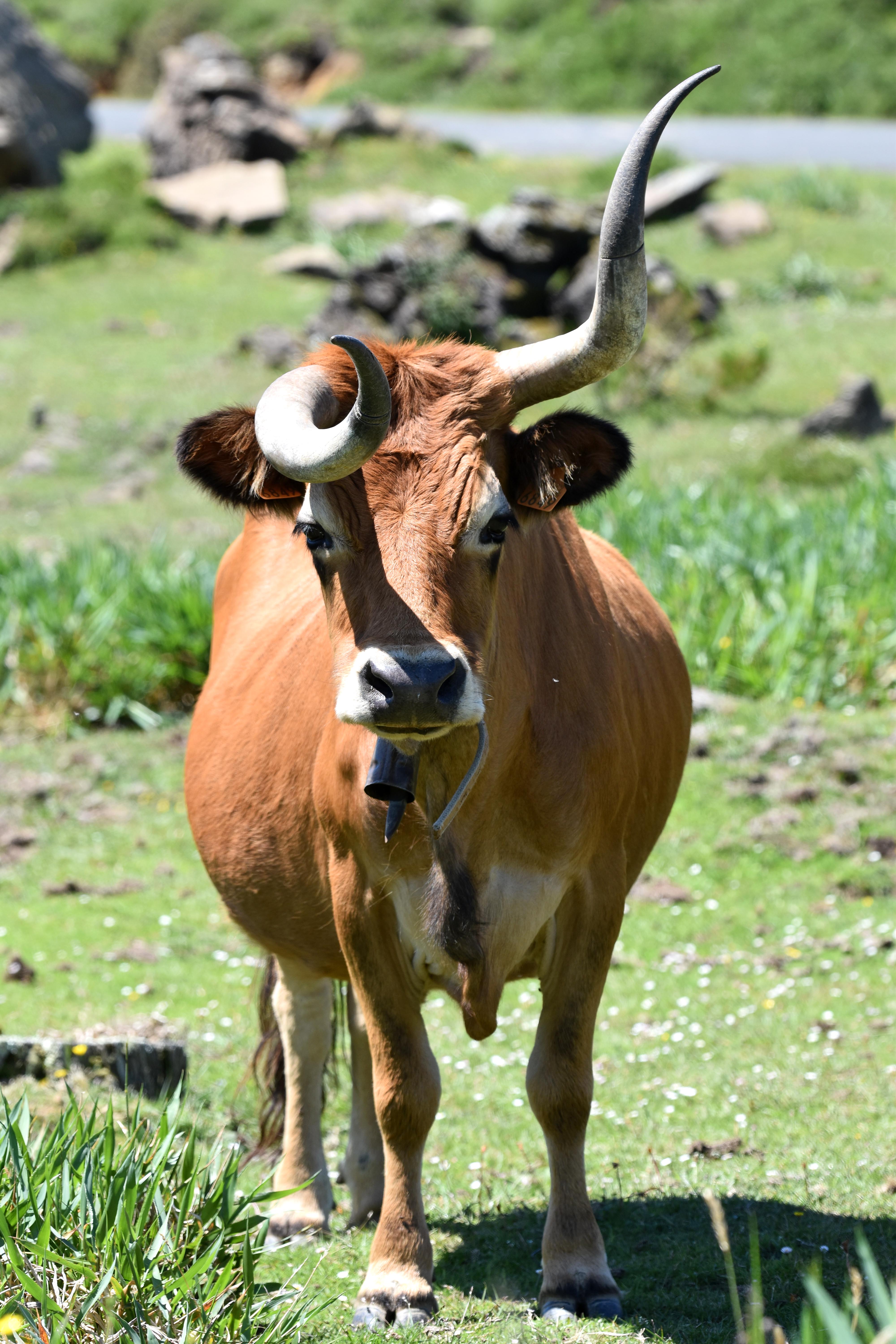 Cachena Cow Wallpapers - Wallpaper Cave