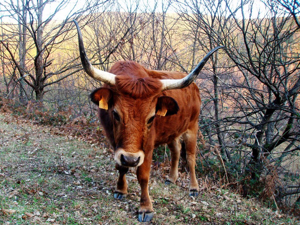 Cachena Cow Wallpapers - Wallpaper Cave