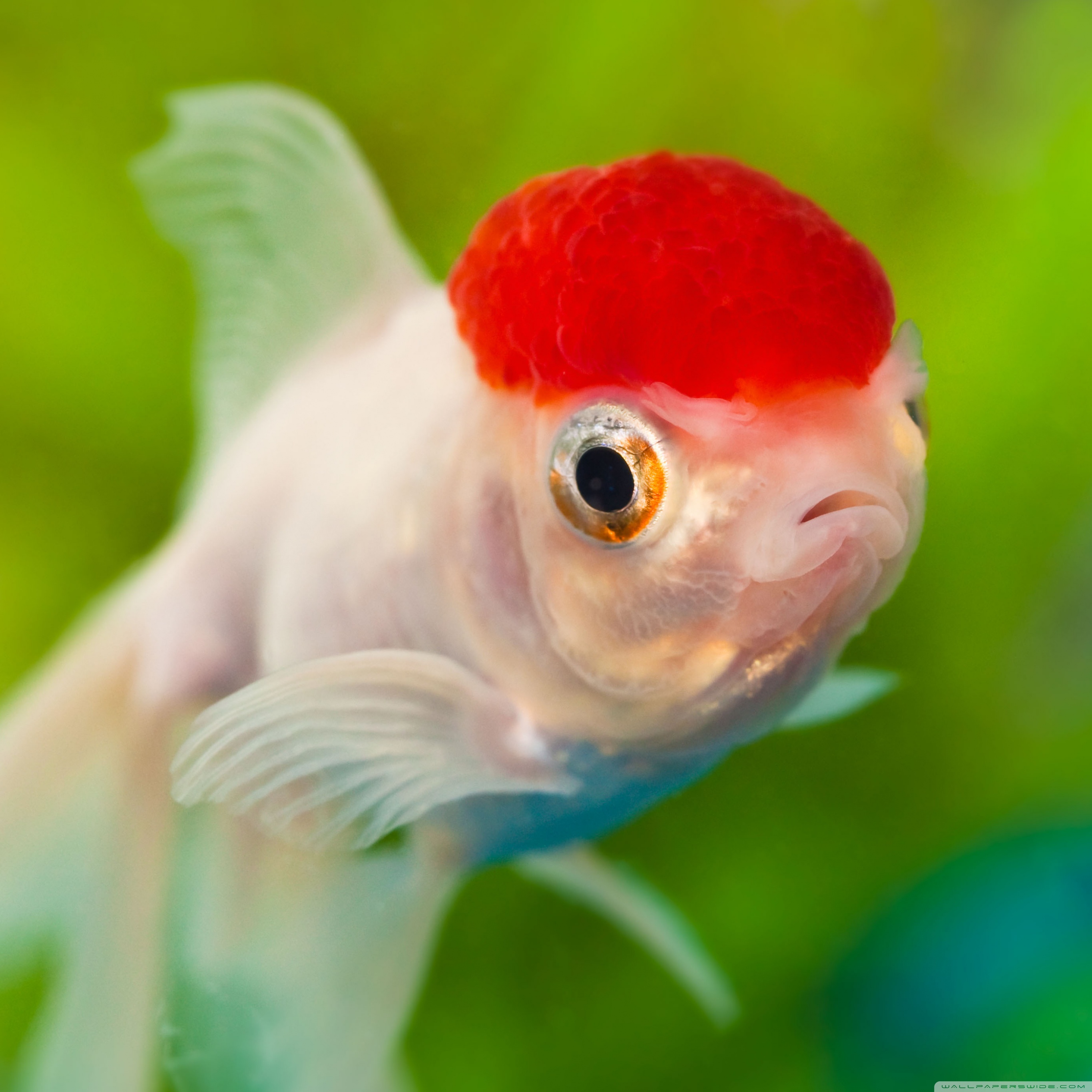 Oranda Wallpapers - Wallpaper Cave