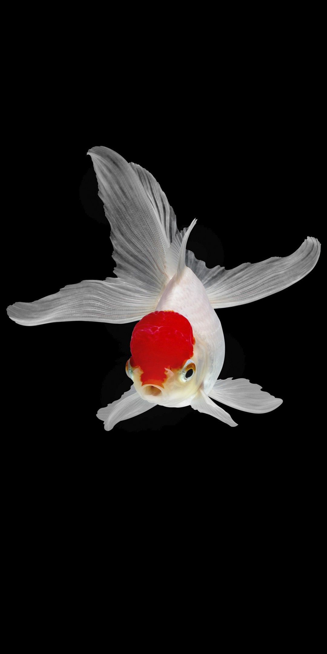 Oranda Wallpapers - Wallpaper Cave