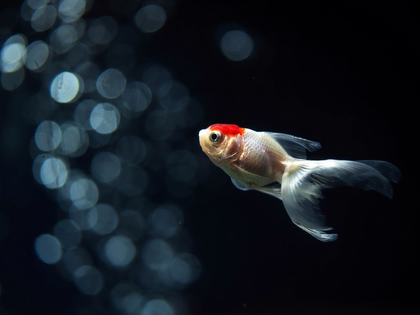 Oranda Wallpapers - Wallpaper Cave