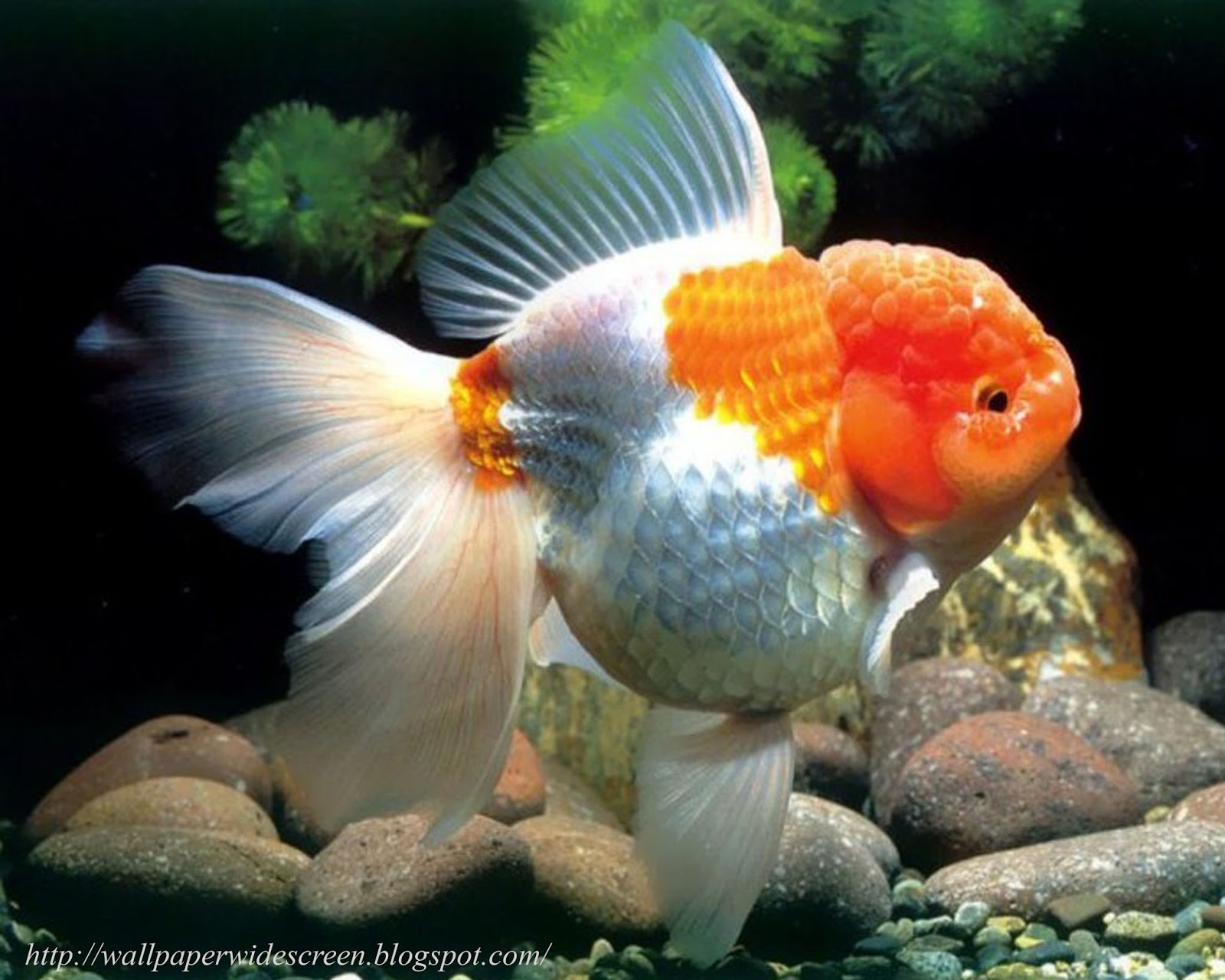 Oranda Wallpapers - Wallpaper Cave