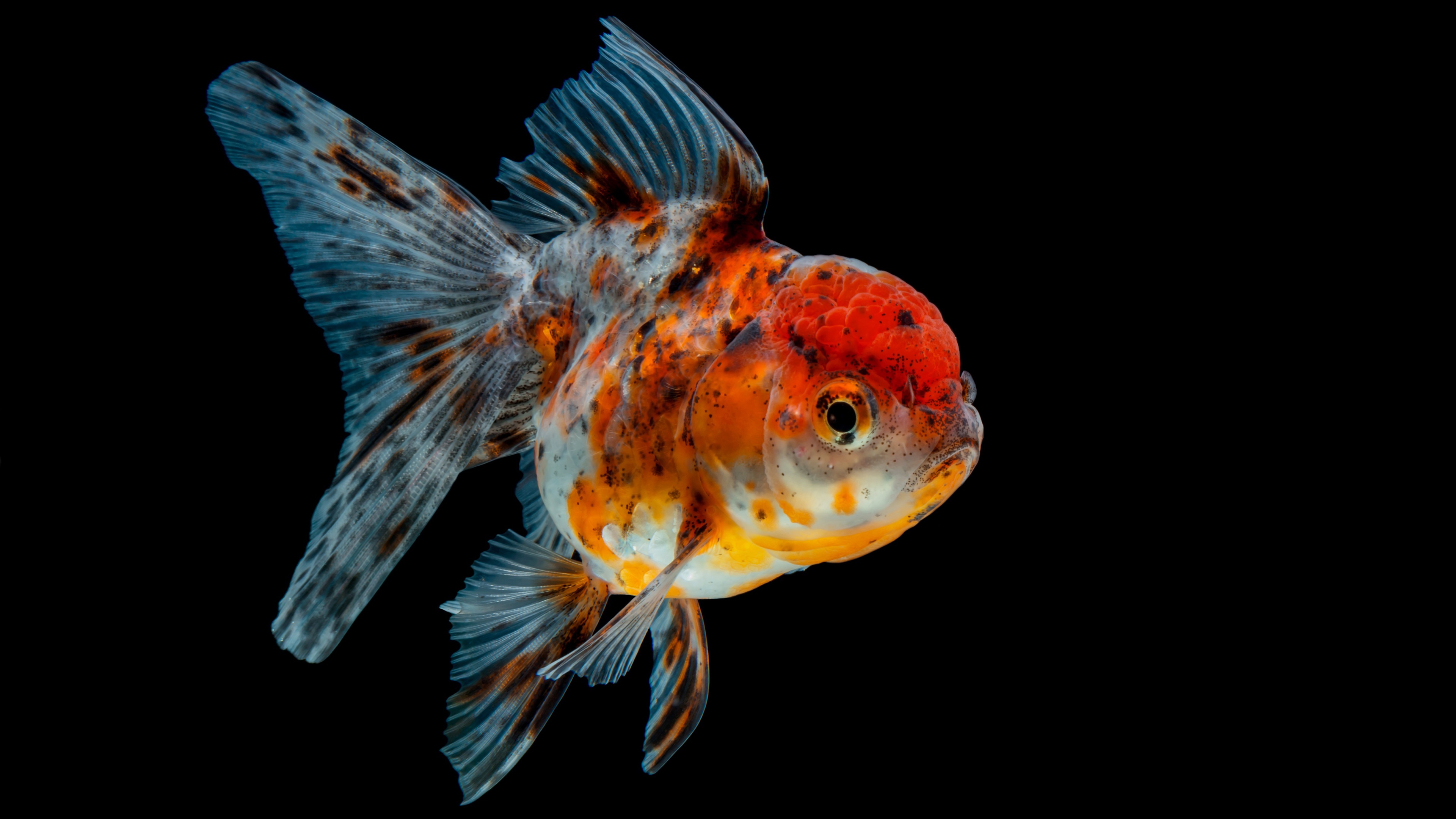 Oranda Wallpapers - Wallpaper Cave