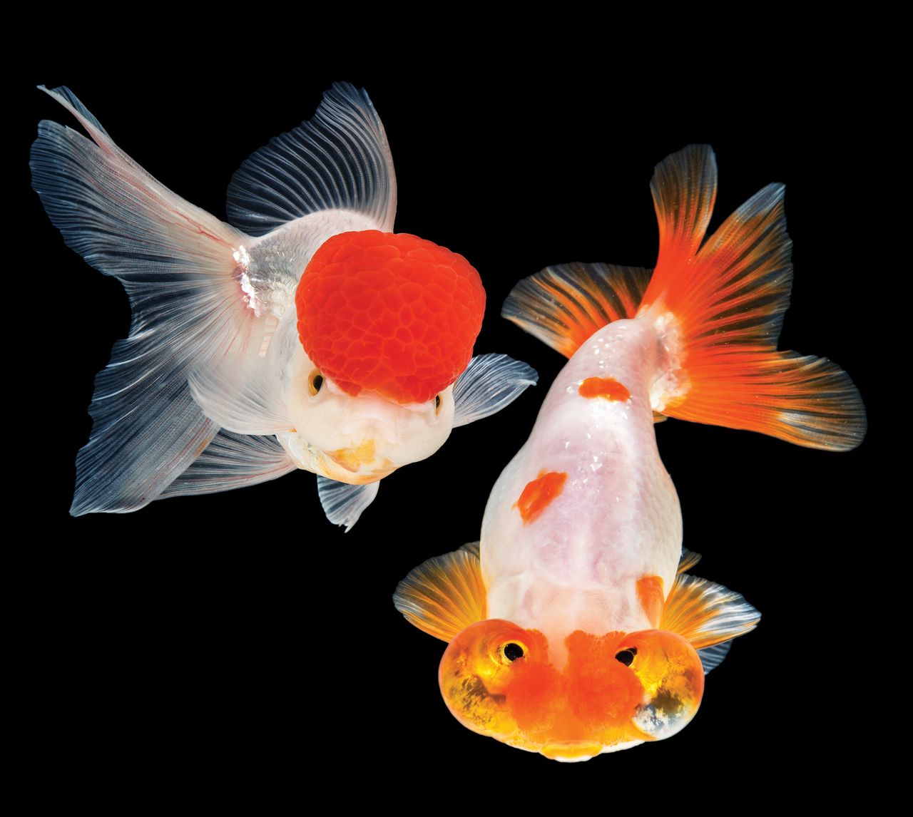 Oranda Wallpapers - Wallpaper Cave
