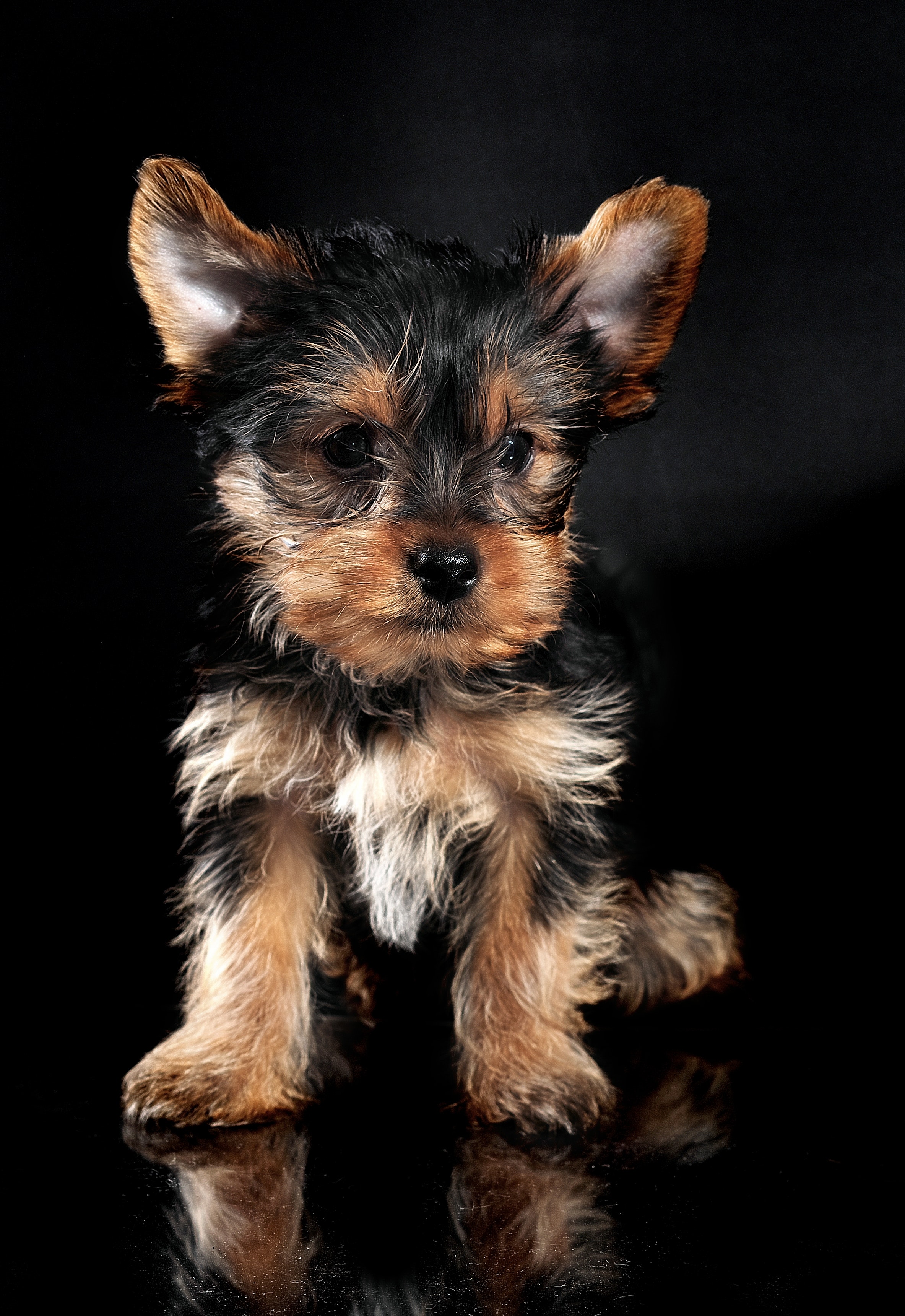 Yorkie Dog Wallpapers - Wallpaper Cave