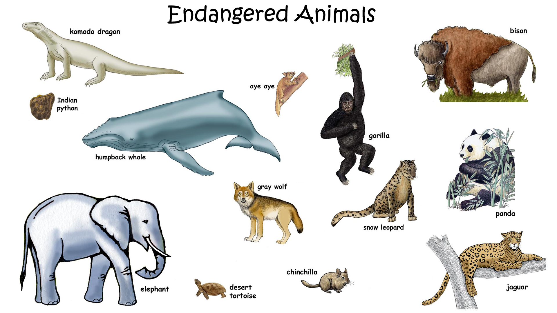 Endangered Species With Their Names