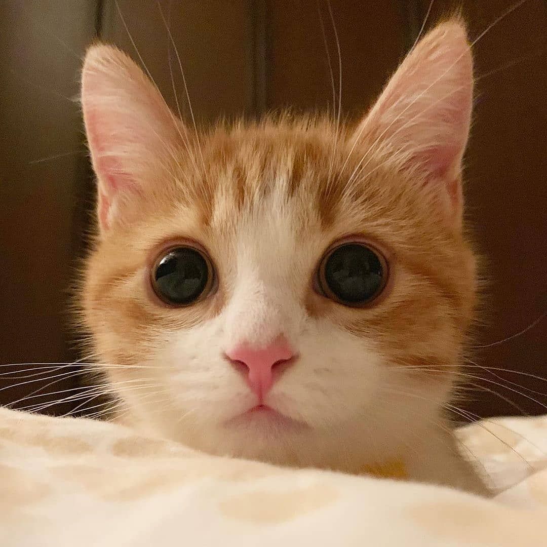 Real Cats Wallpapers - Wallpaper Cave