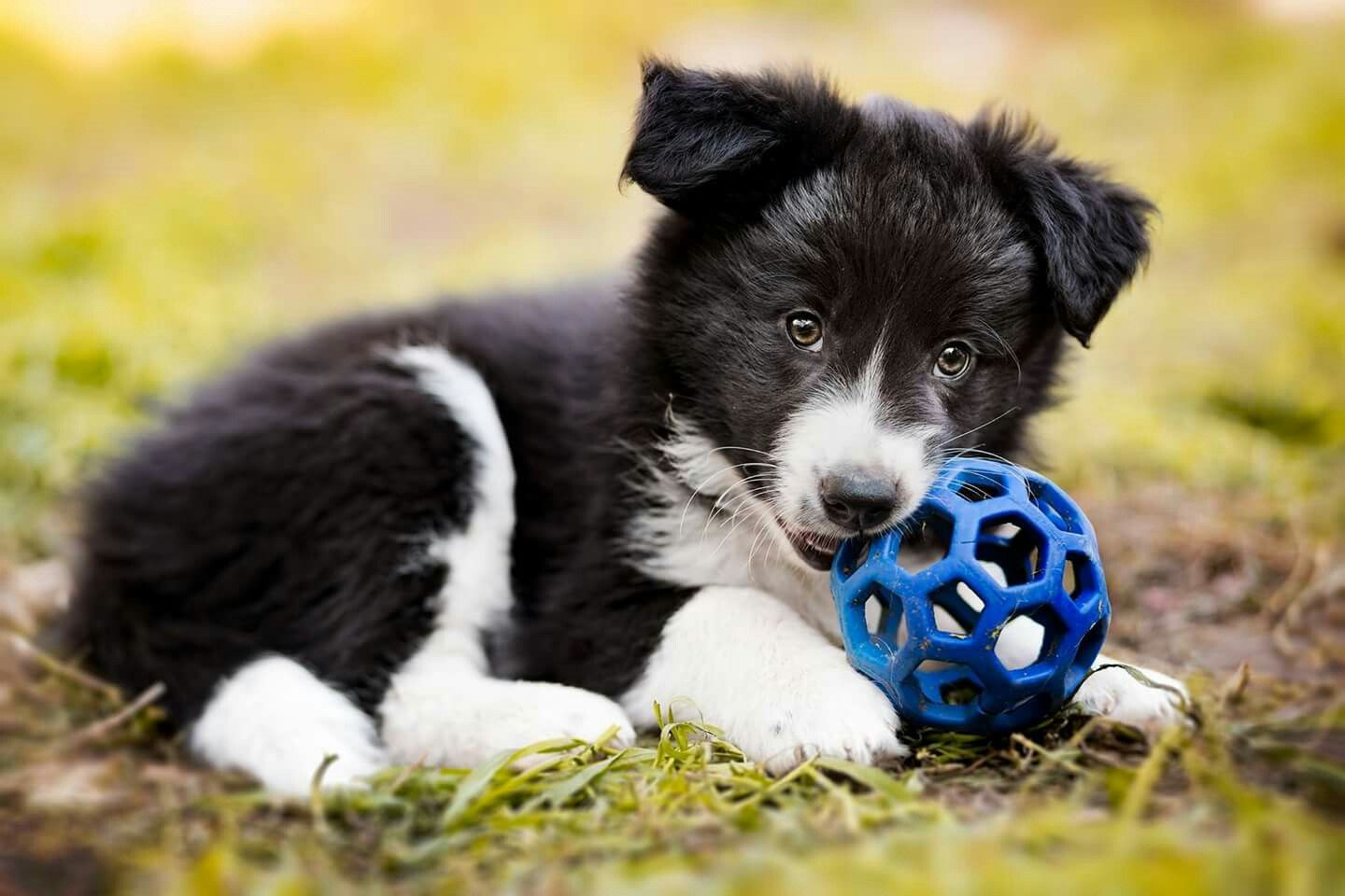 Border Collie Puppy Wallpapers - Wallpaper Cave
