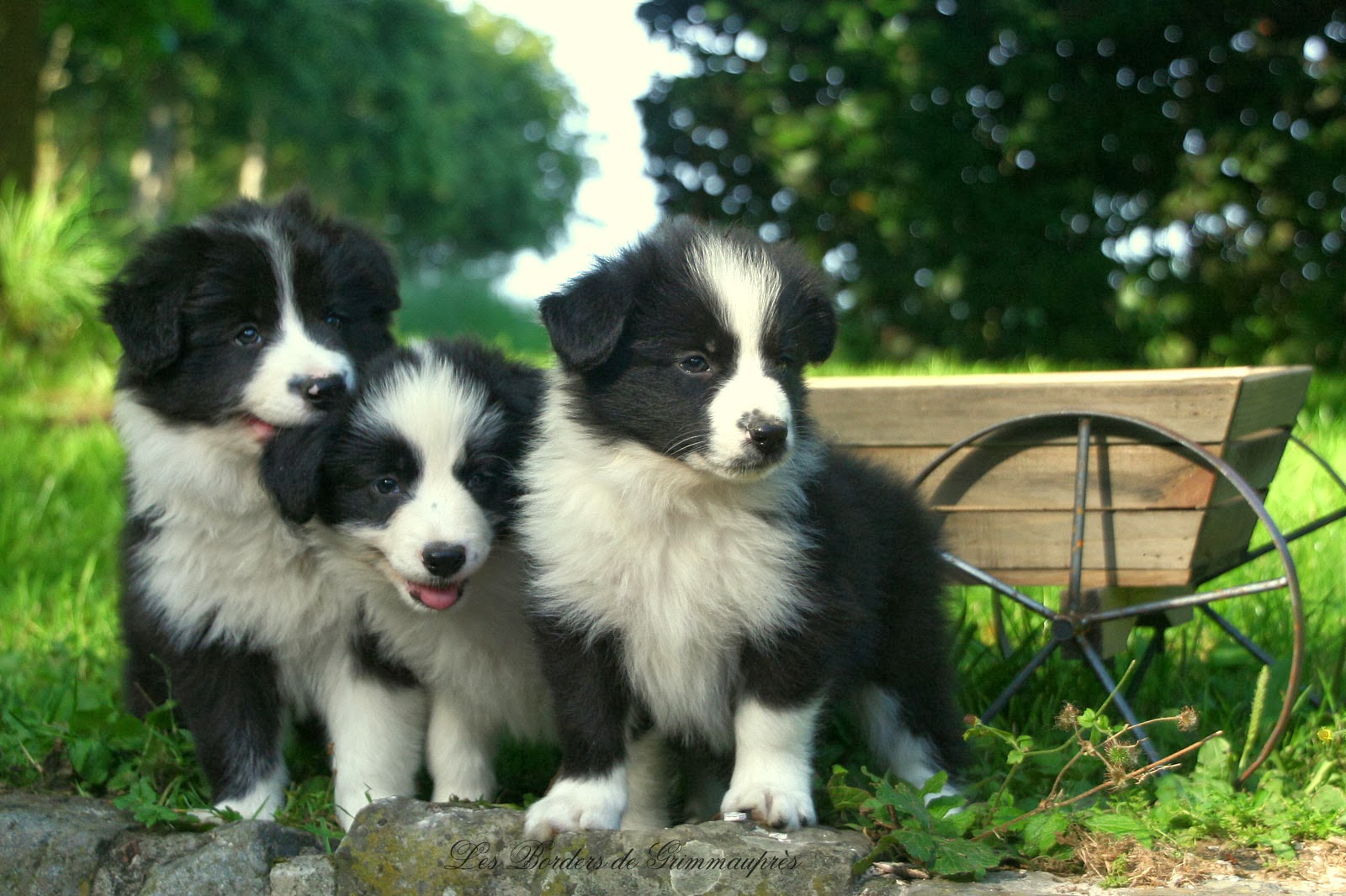 Border Collie Puppy Wallpapers - Wallpaper Cave