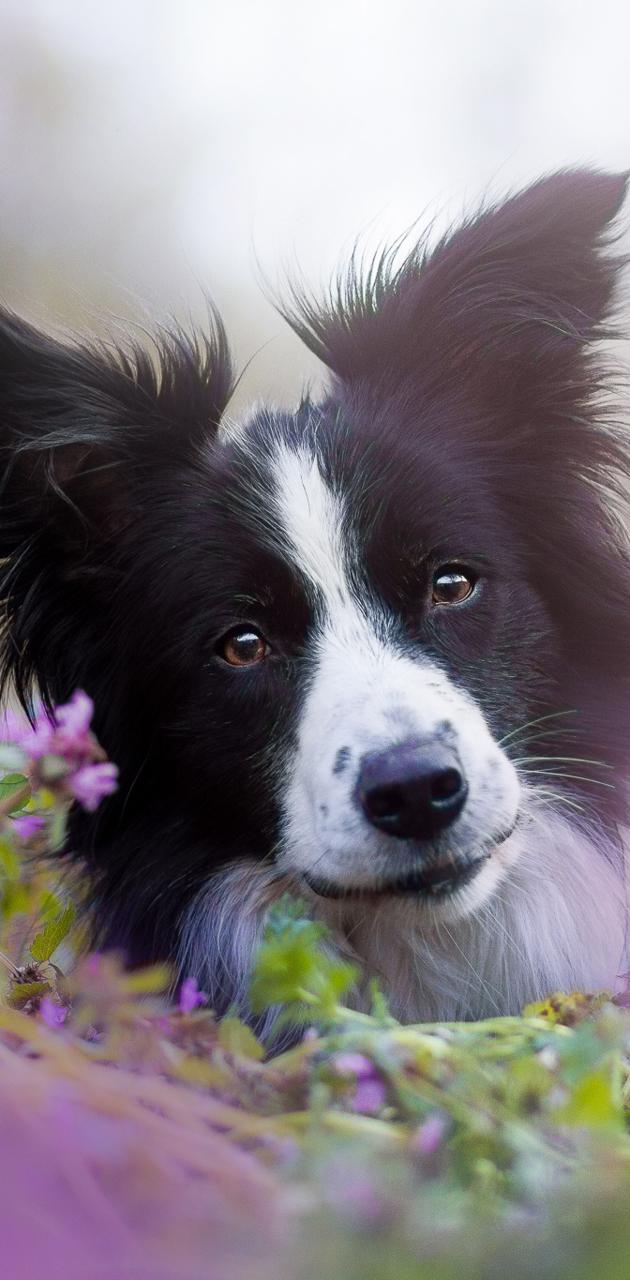 Border Collie Puppy Wallpapers - Wallpaper Cave