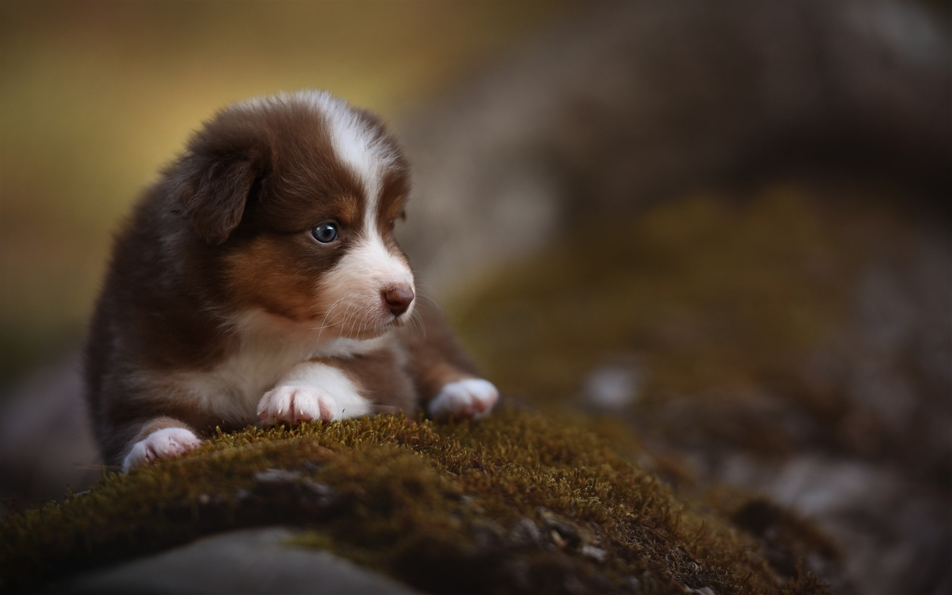 Border Collie Puppy Wallpapers - Wallpaper Cave