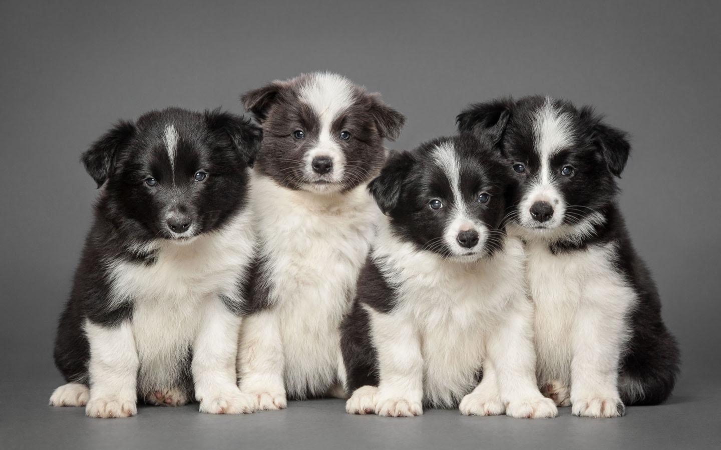 Border Collie Puppy Wallpapers - Wallpaper Cave