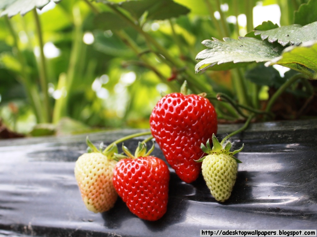 Strawberries PC Wallpapers - Wallpaper Cave