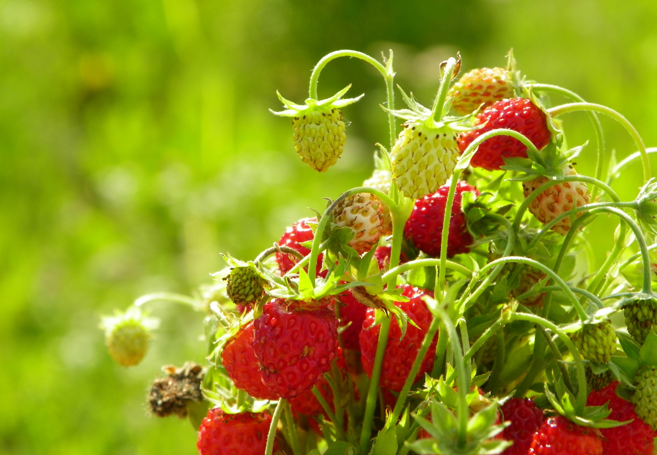 Strawberries PC Wallpapers - Wallpaper Cave