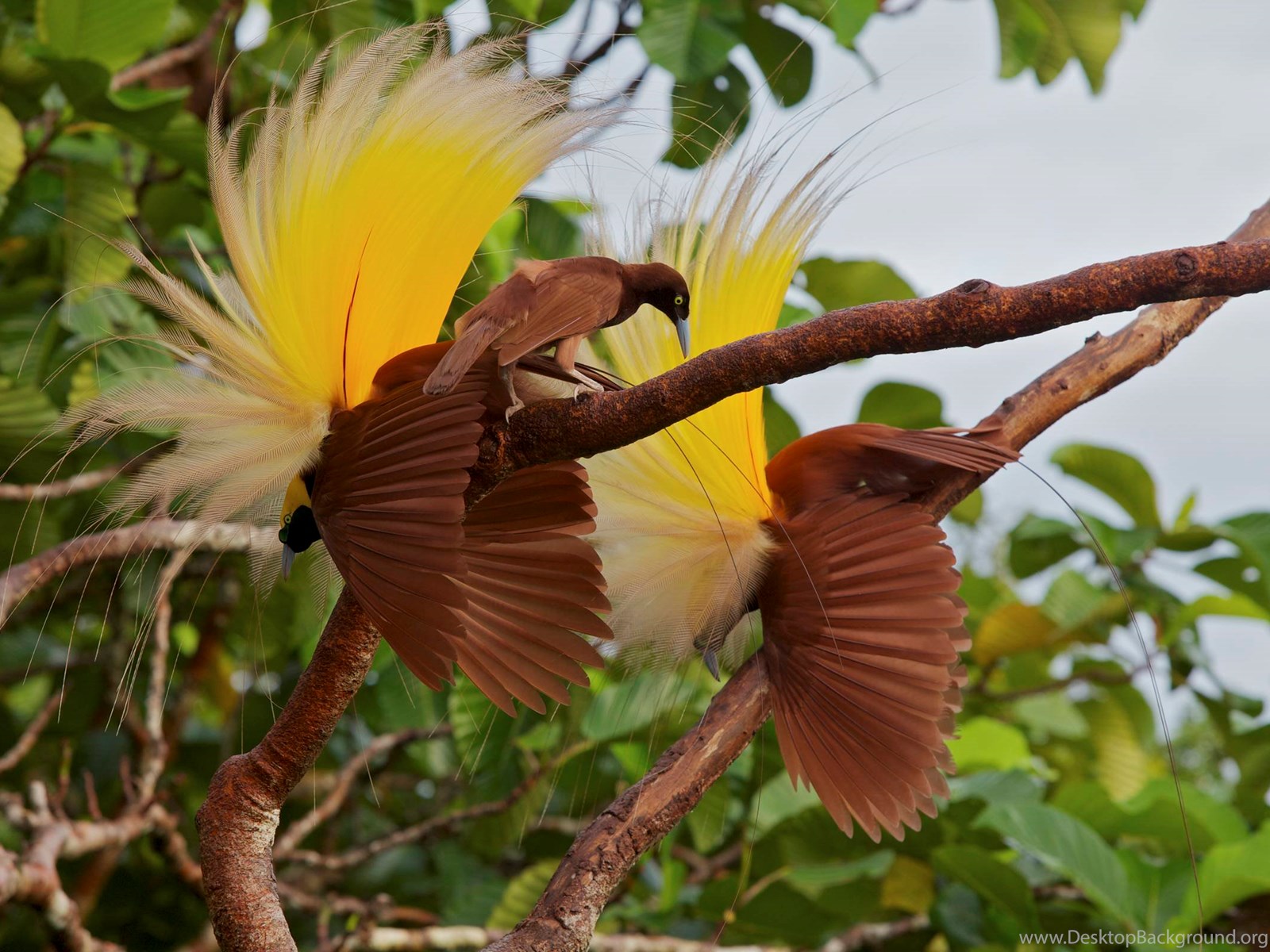 Cendrawasih Wallpapers - Wallpaper Cave