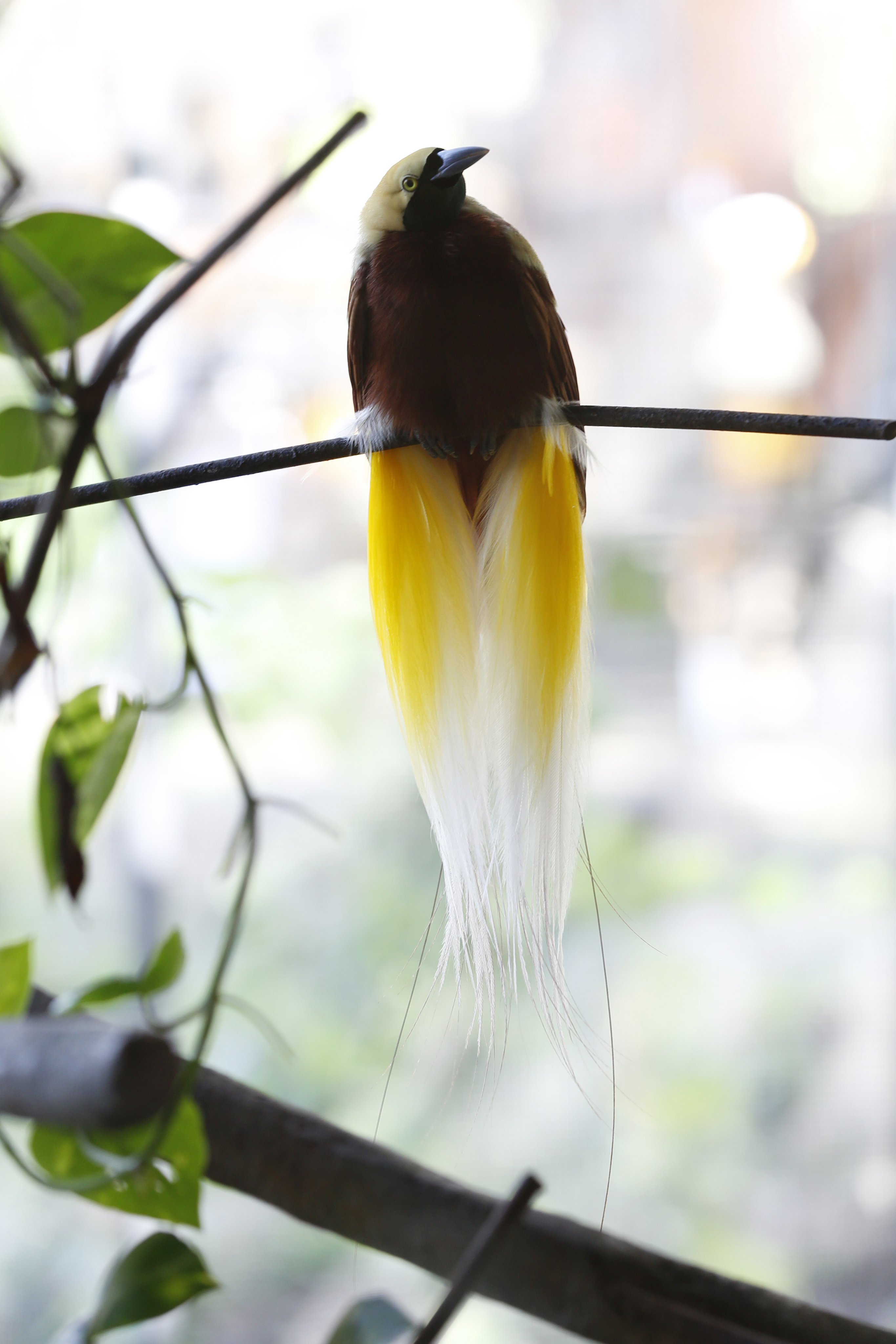 Cendrawasih Wallpapers - Wallpaper Cave