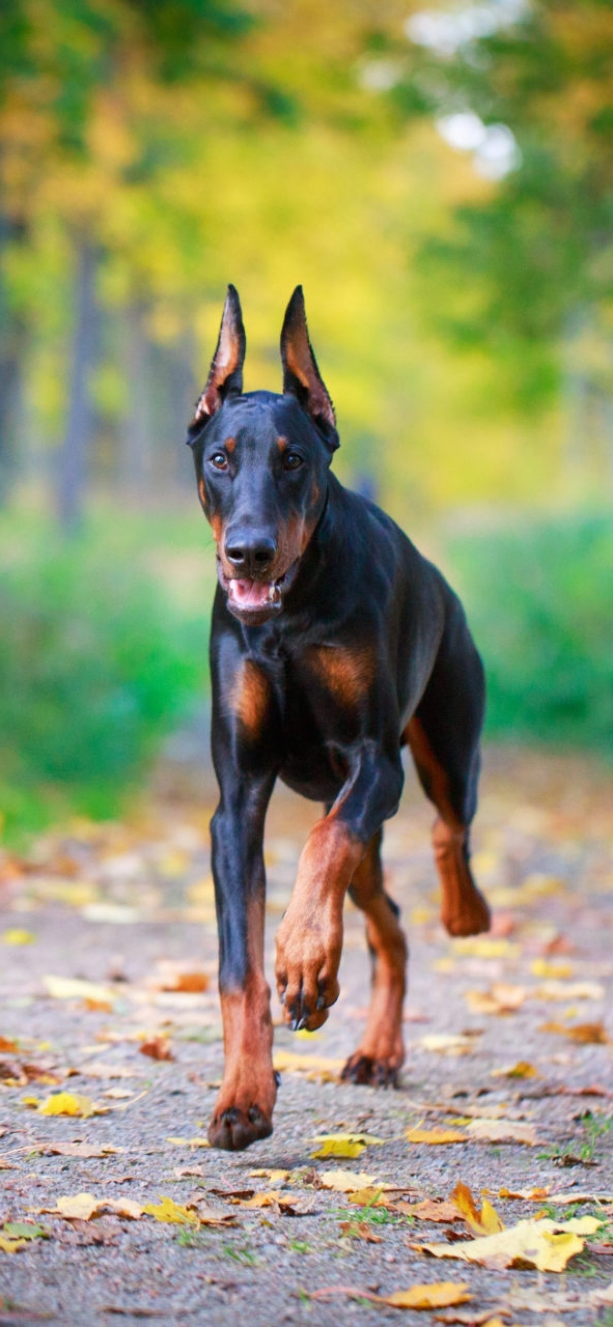 Puppy Dobermans Wallpapers - Wallpaper Cave