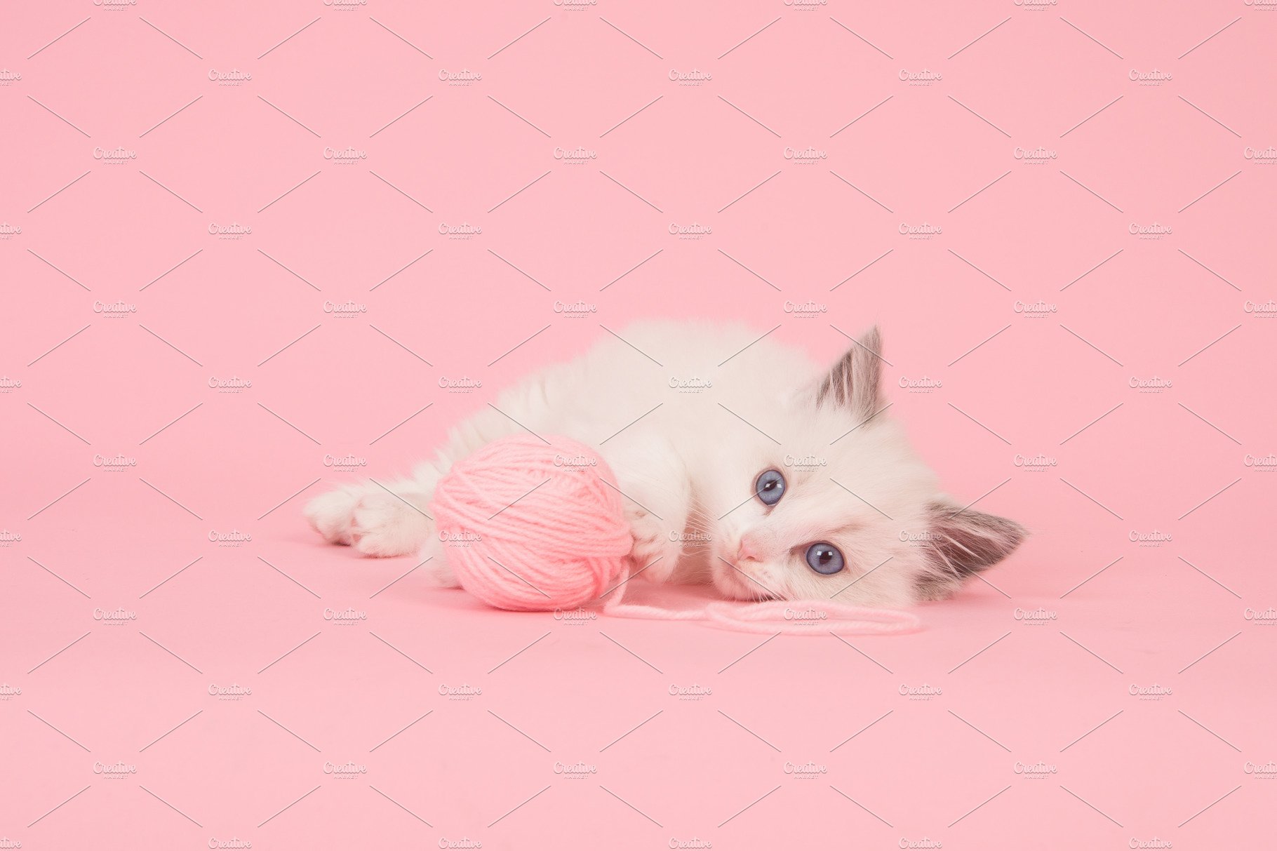Kitten And Puppy Pink Wallpapers - Wallpaper Cave