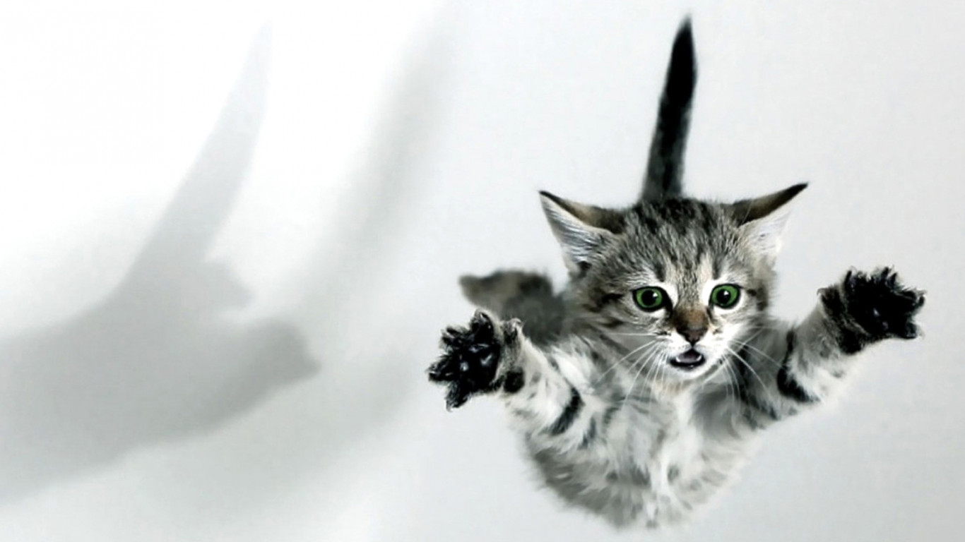Flying Cat Wallpapers - Wallpaper Cave