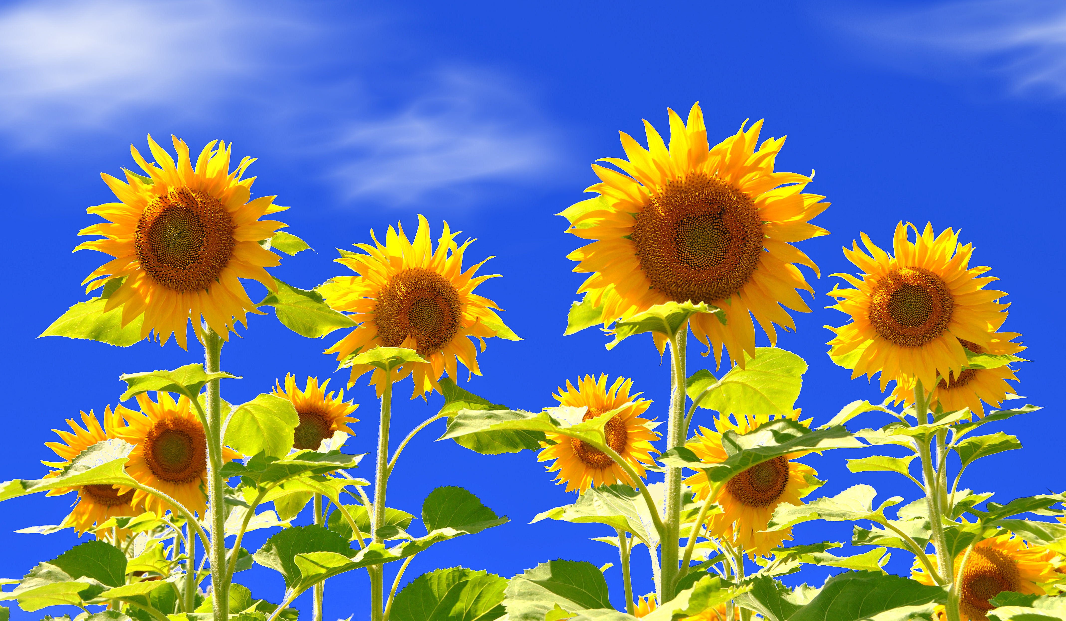 Sunflower Art Wallpapers - Wallpaper Cave