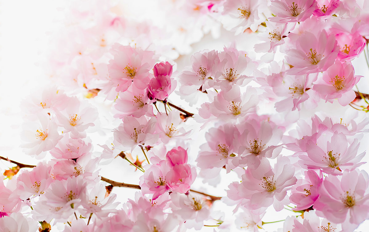 Spring Color Wallpapers - Wallpaper Cave